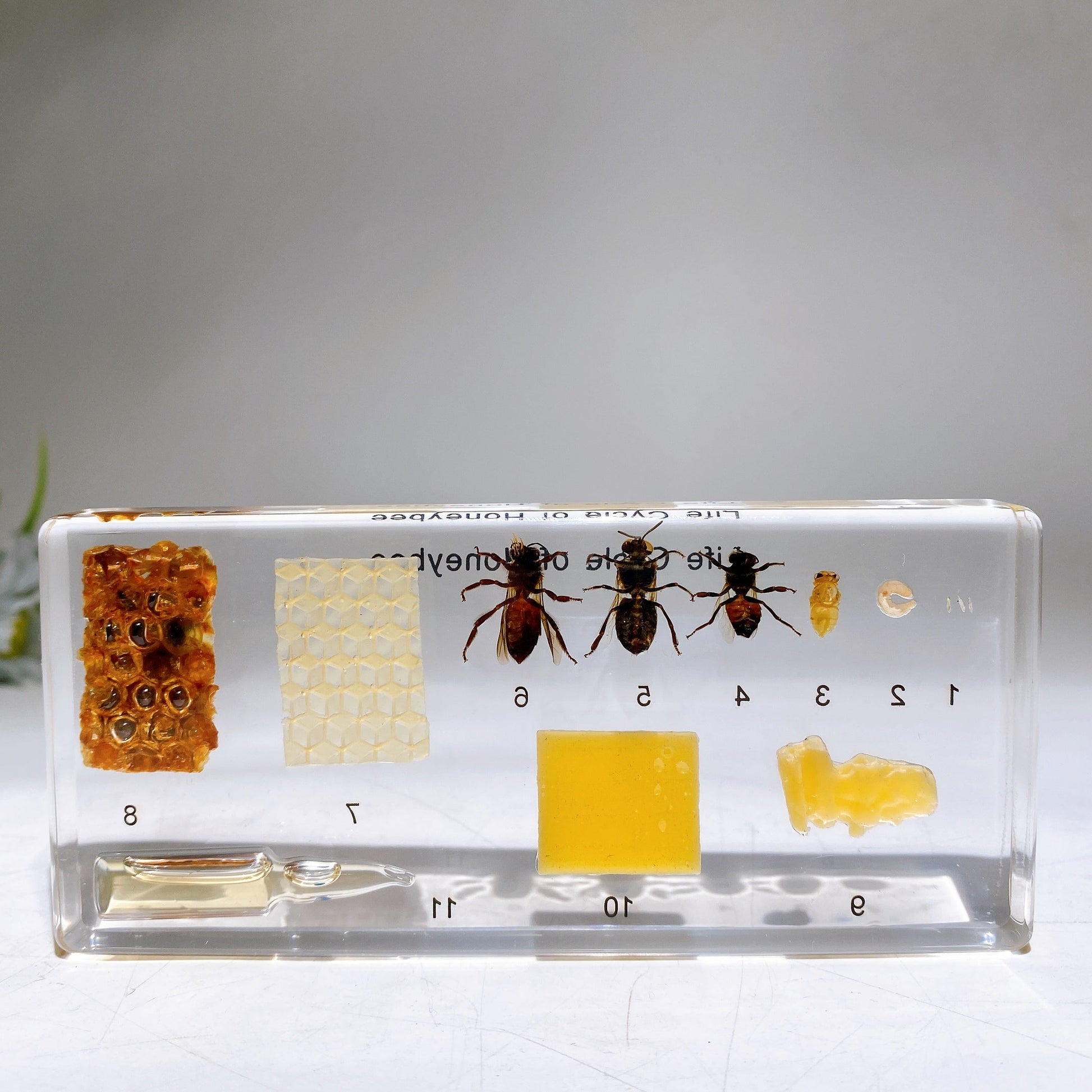 Resin Life Cycle of Honeybee Free Form Crystal Healing Bulk Wholesale ...