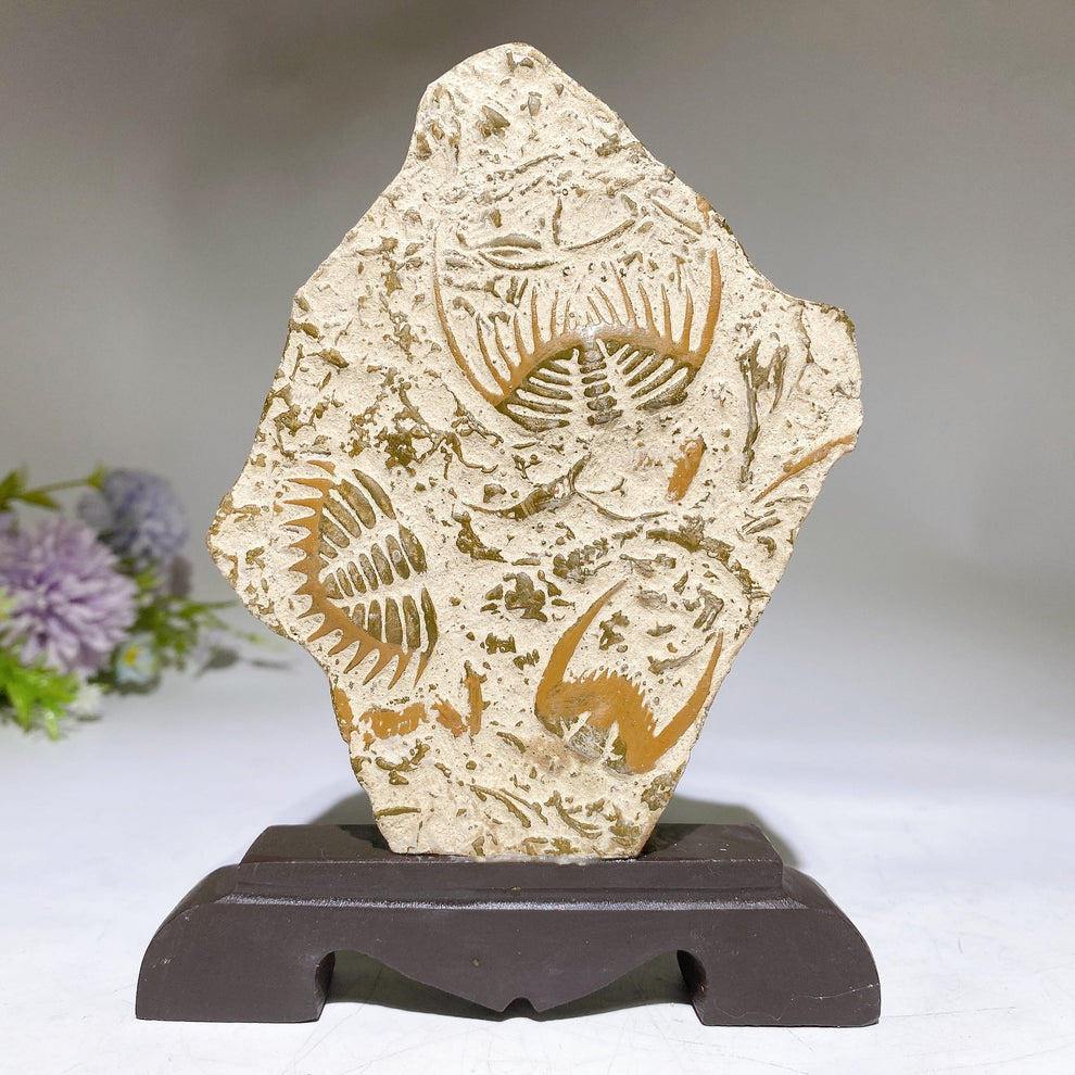 Fossil Trilobite Specimen Free Form with Gift Box Crystal Healing Bul ...